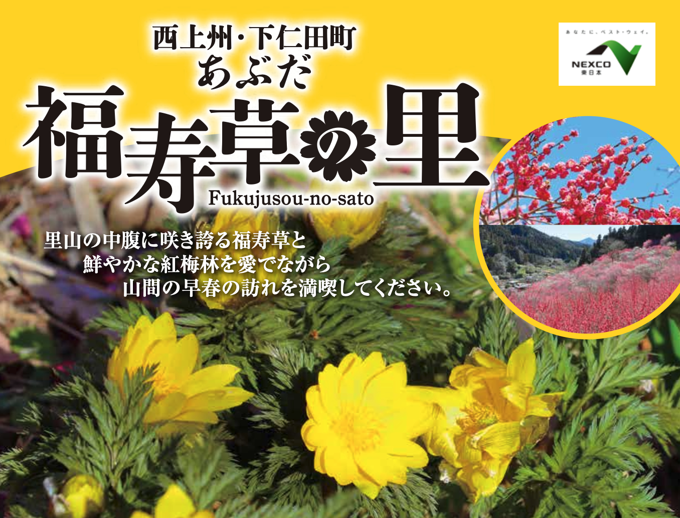 Abuda Fukujusō Flower Park | Shimonita Town Tourism Association